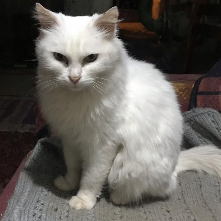 Белоснежная красавица в дар