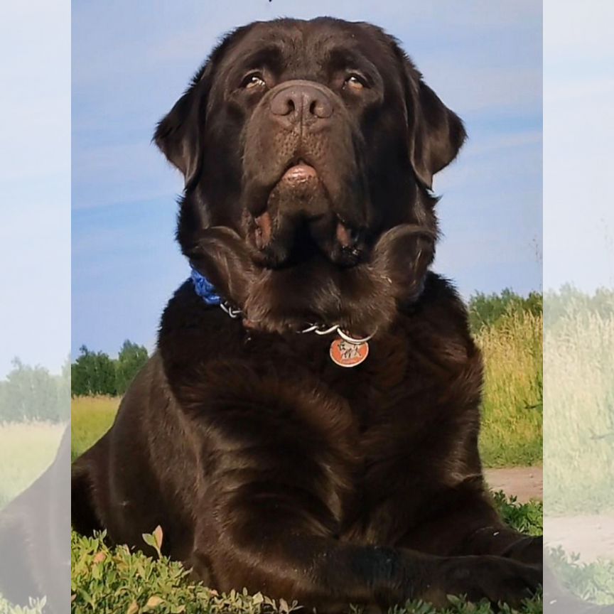 Лабрадор-ретривер, вязка