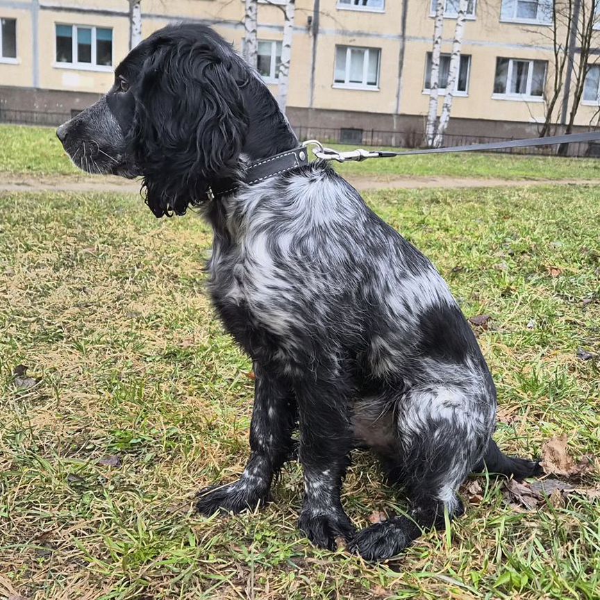 Русский охотничий спаниель, щенок