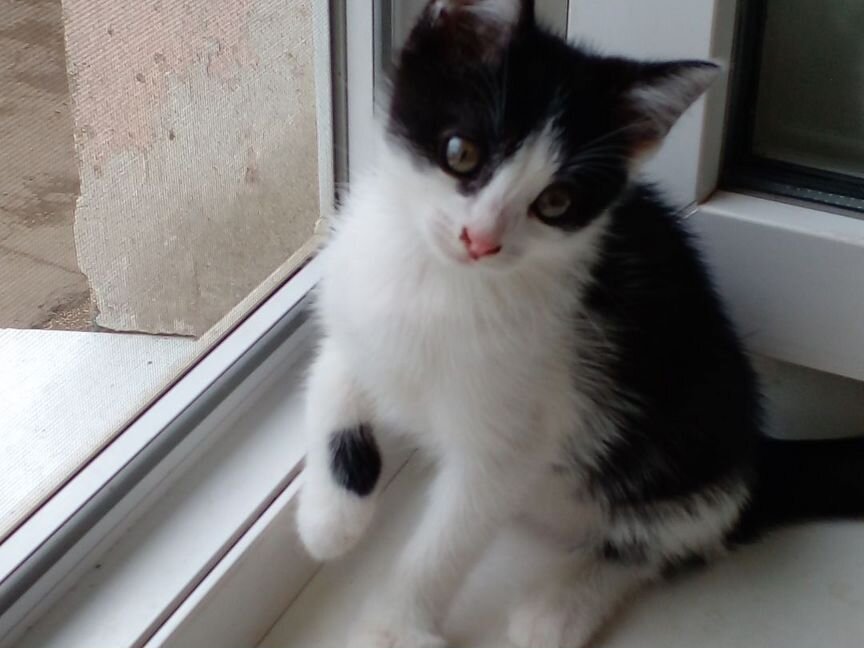 Котята от умной кошки в дар