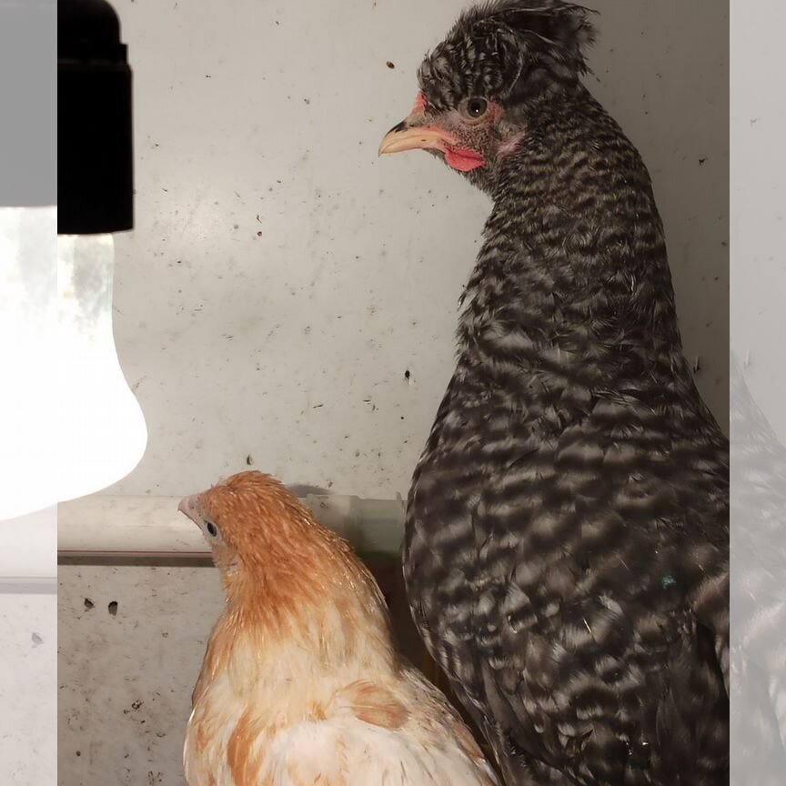 Выведу цыплят от своих дамашних курочек