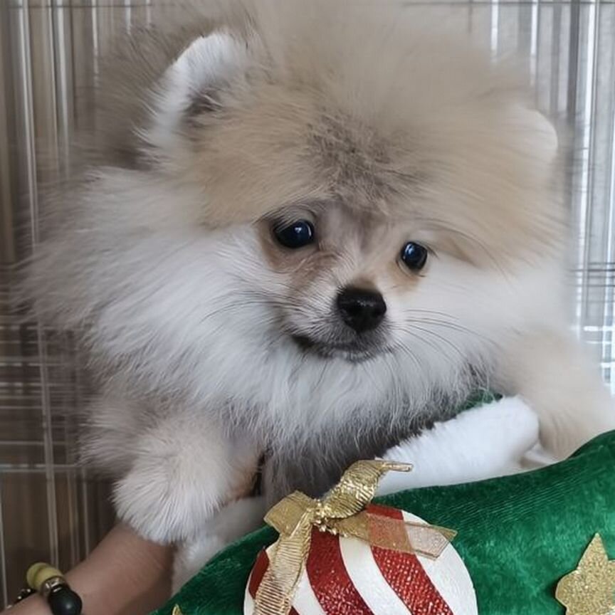 Померанский шпиц, щенок