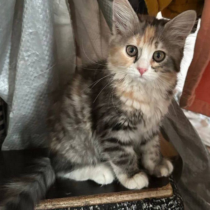 Британский короткошёрстный котёнок