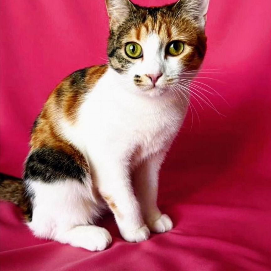 Кошки в добрые руки