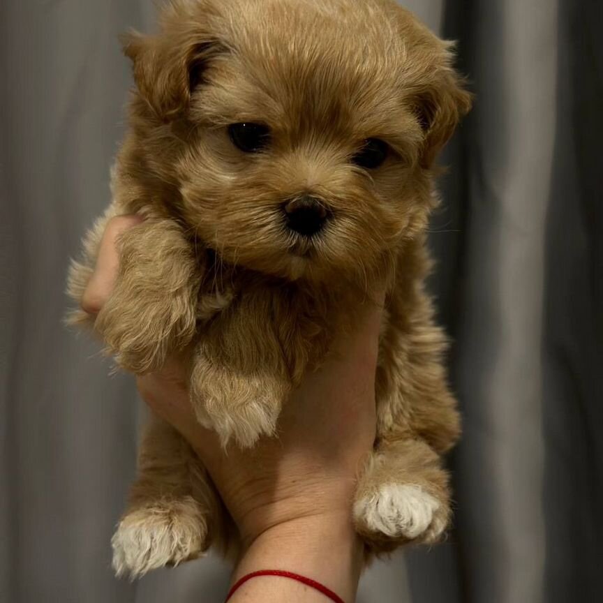 Мальтипу мини ф1 мальчик