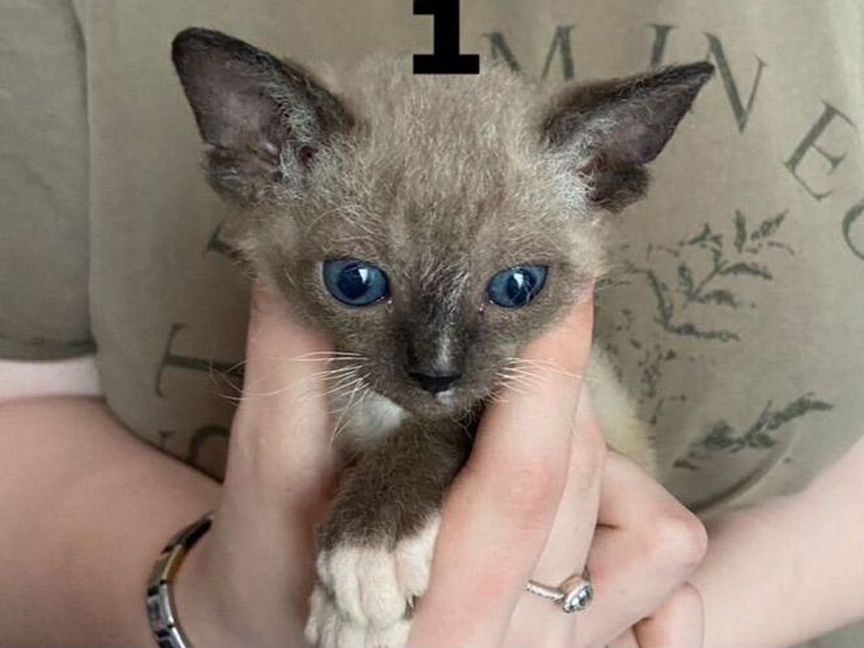 Продаем котят
