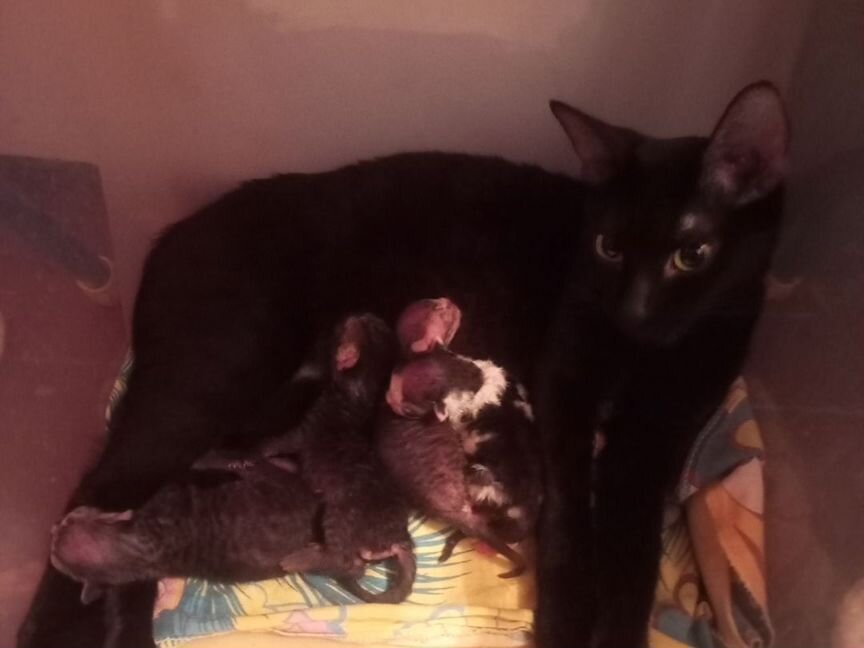 Донской сфинкс котята