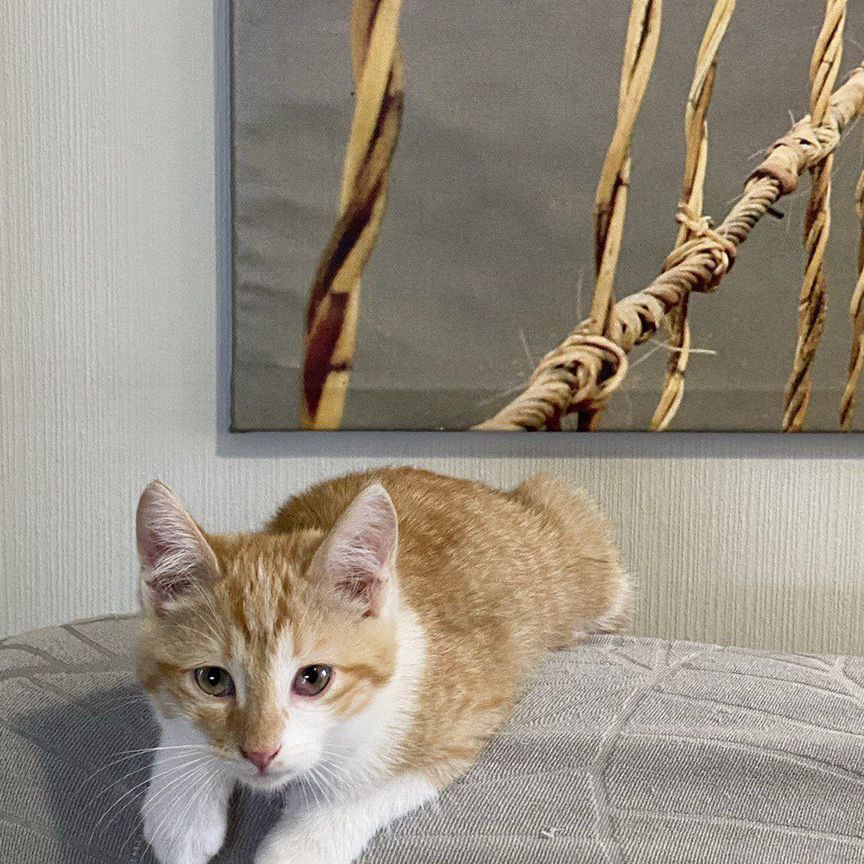 Котенок мальчик в добрые руки