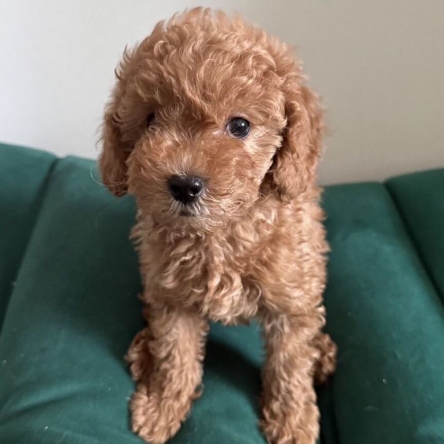 Той-пудель, щенок