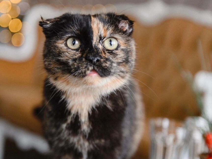 Лорри в добрые руки