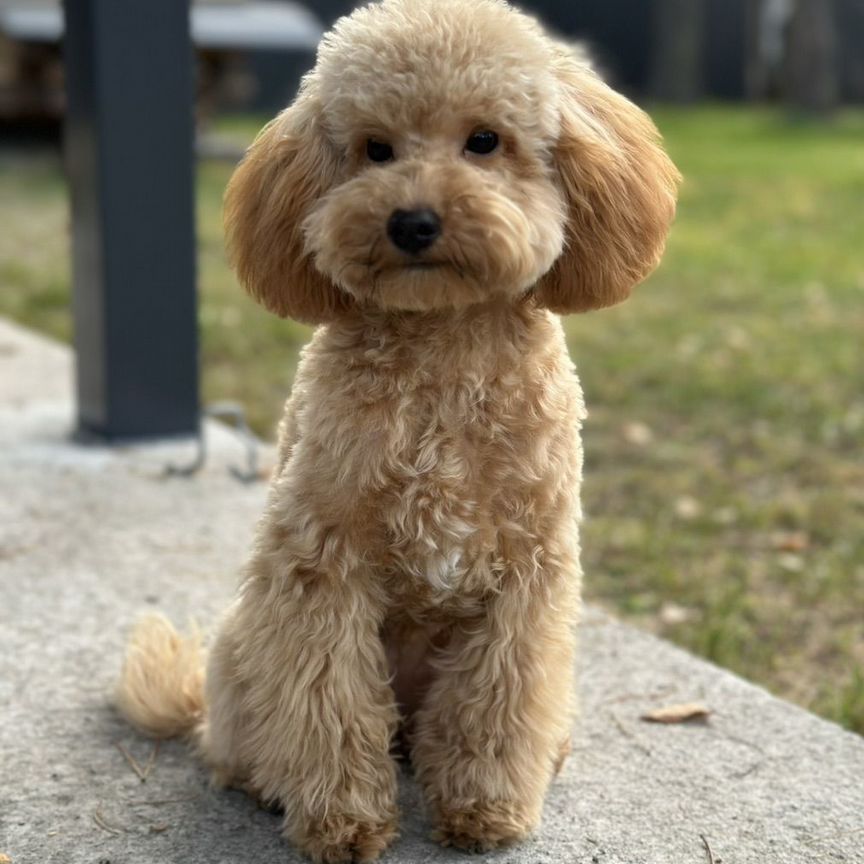 Той-пудель, щенок