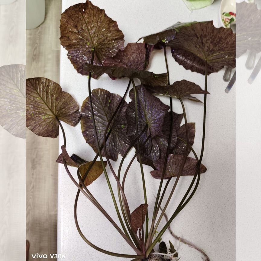 Аквариумные рыбки и растения