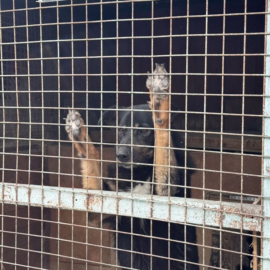 Собаки хотят гулять