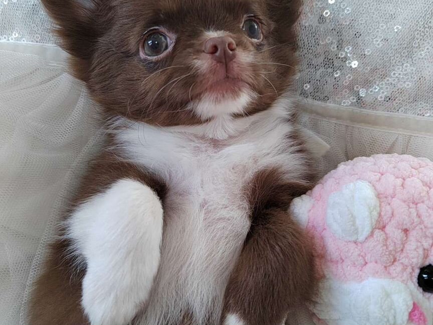 Великолепная малышка shanel' (Шанель )