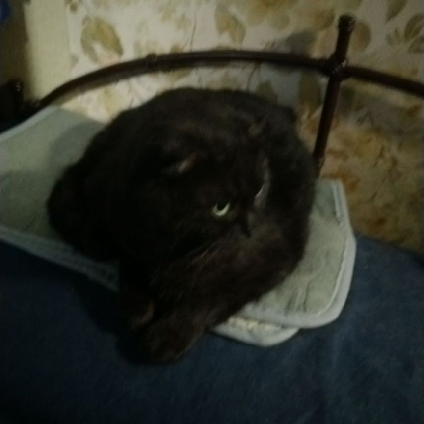 Кошка 2 года,веслоухая, очень ласковая