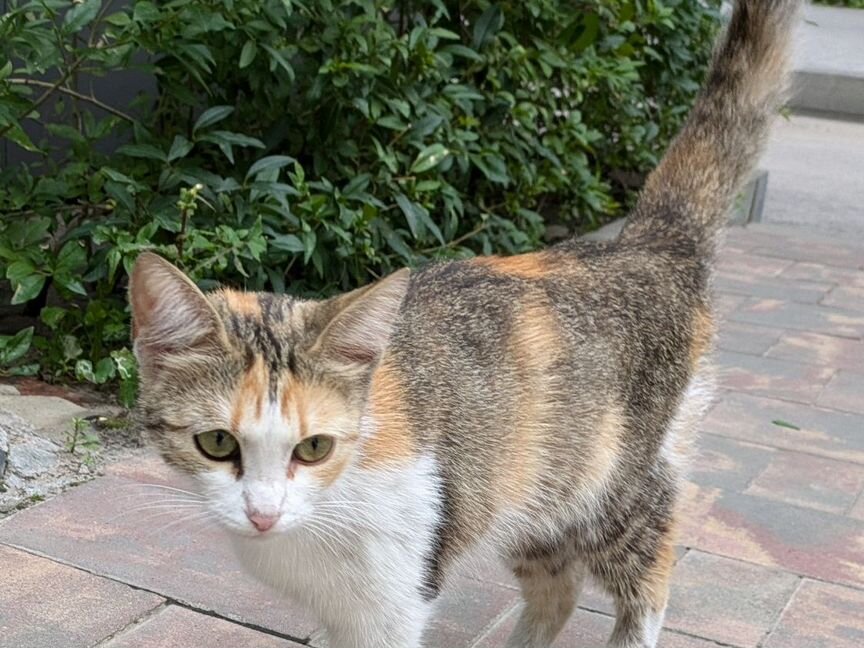 Ласковая кошечка ищет хозяев