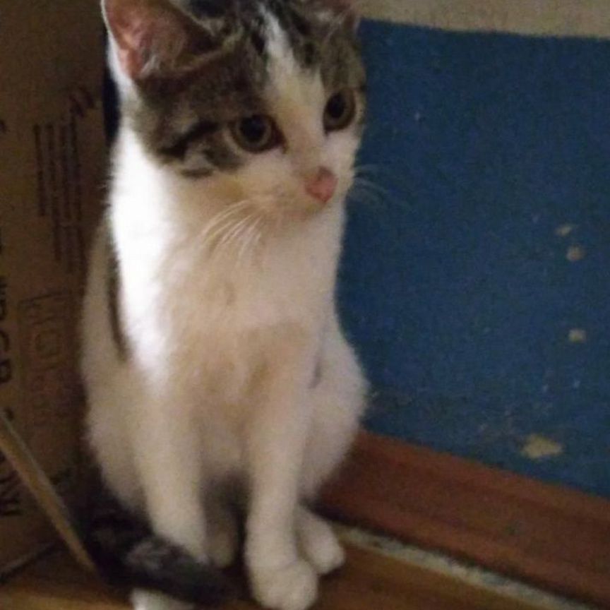 Котомальчик