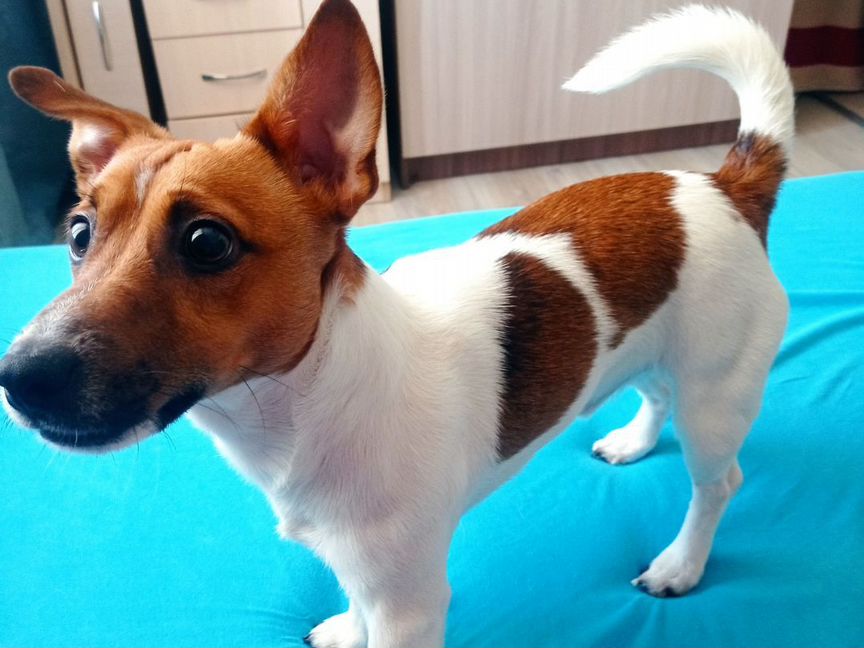 Джек Рассел терьер