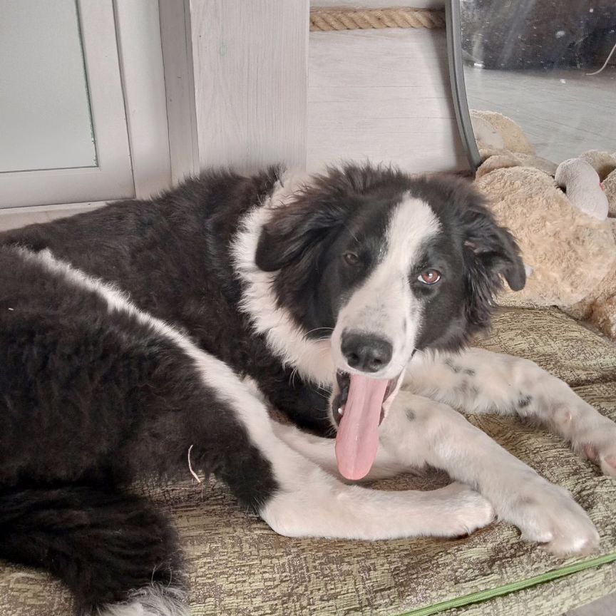 Бордер колли