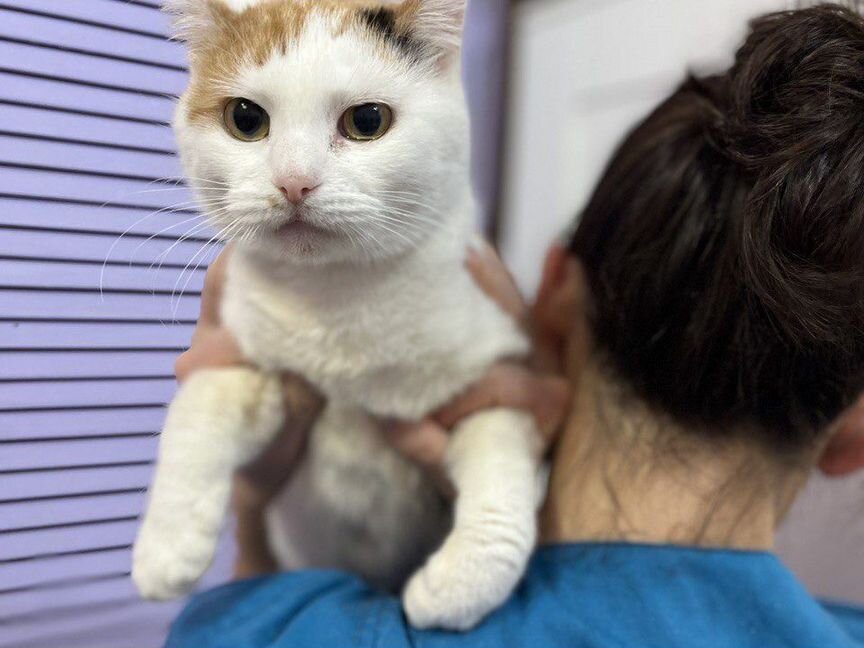 Кошечка Черепашка Кристи в добрые руки дар