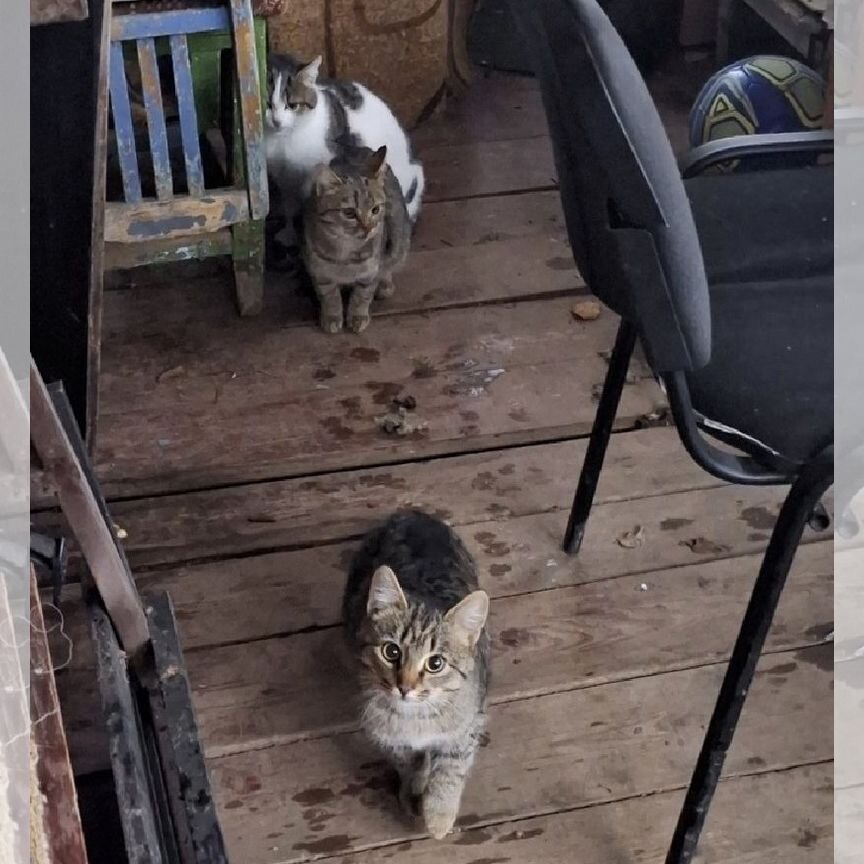 Котёнок в добрые руки