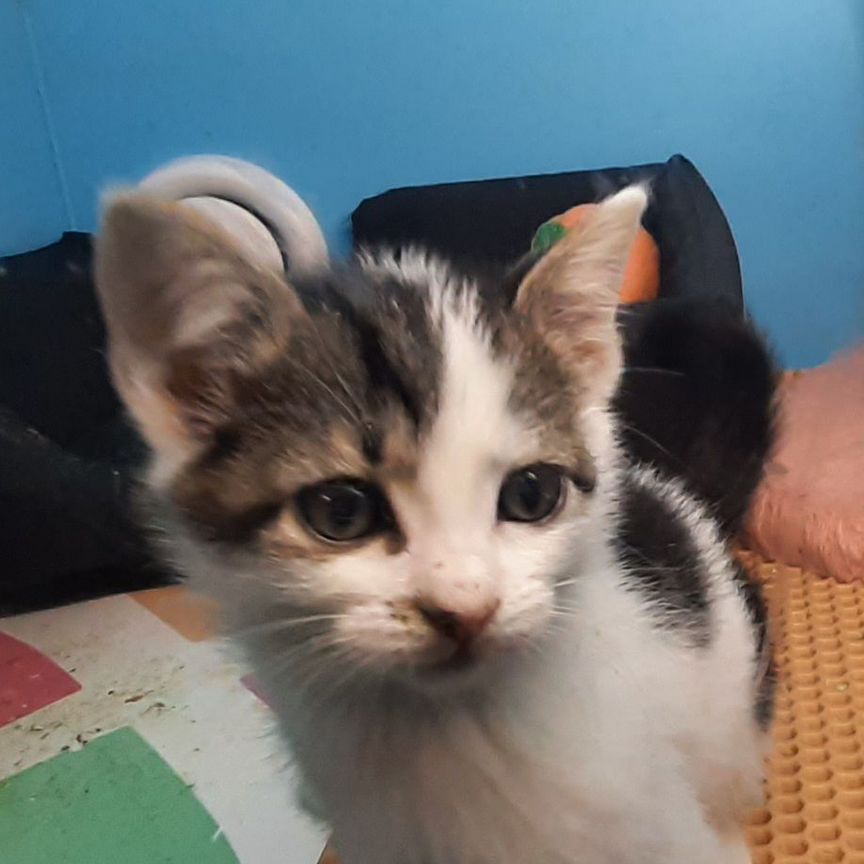 Котенок очень ласковый