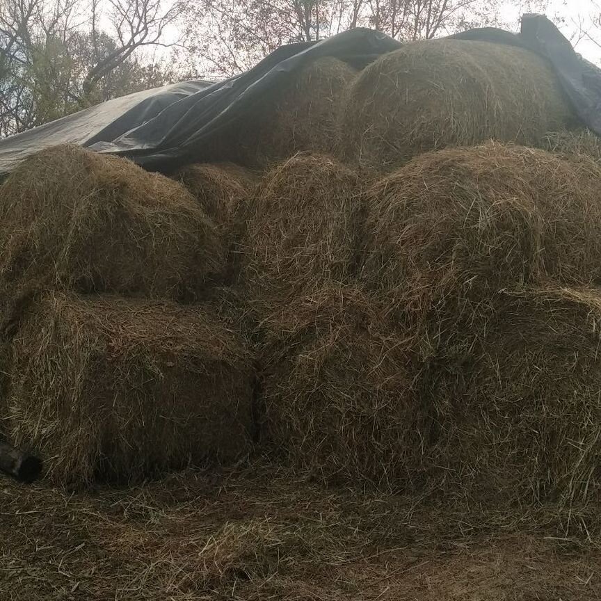 Сено Осока луговая