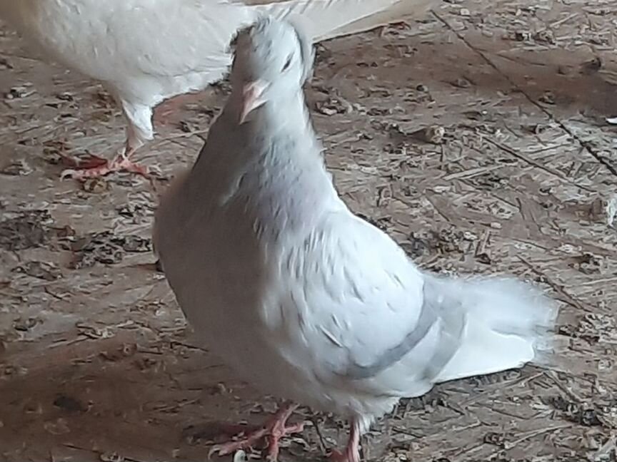 Продажа голубей