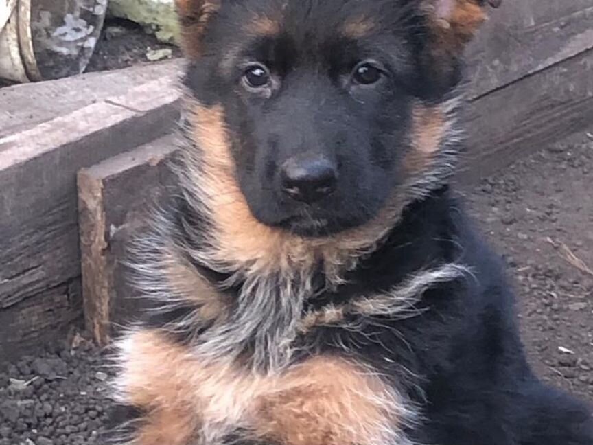 Немецкая овчарка