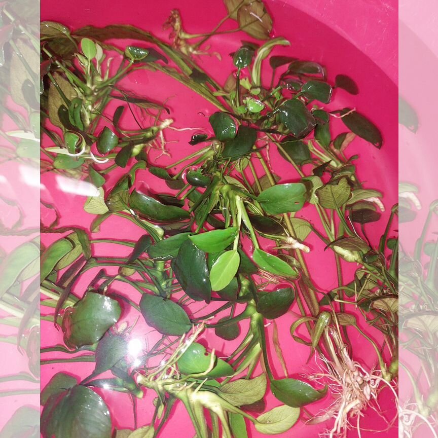 Аквариумное растение