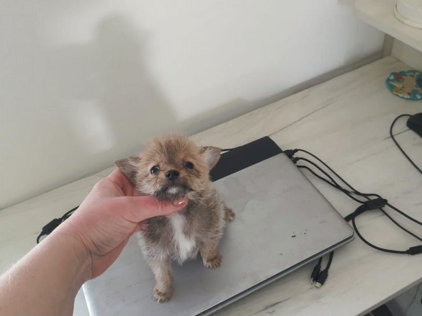 С Р О Ч Н О мини мальчик чихуахуа и девочка