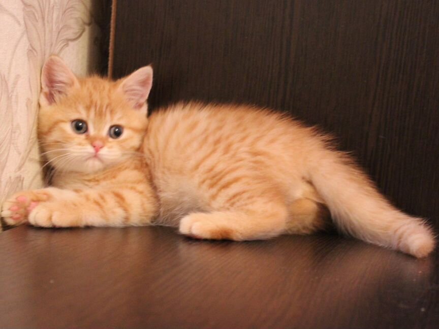 Британский рыжий мальчик