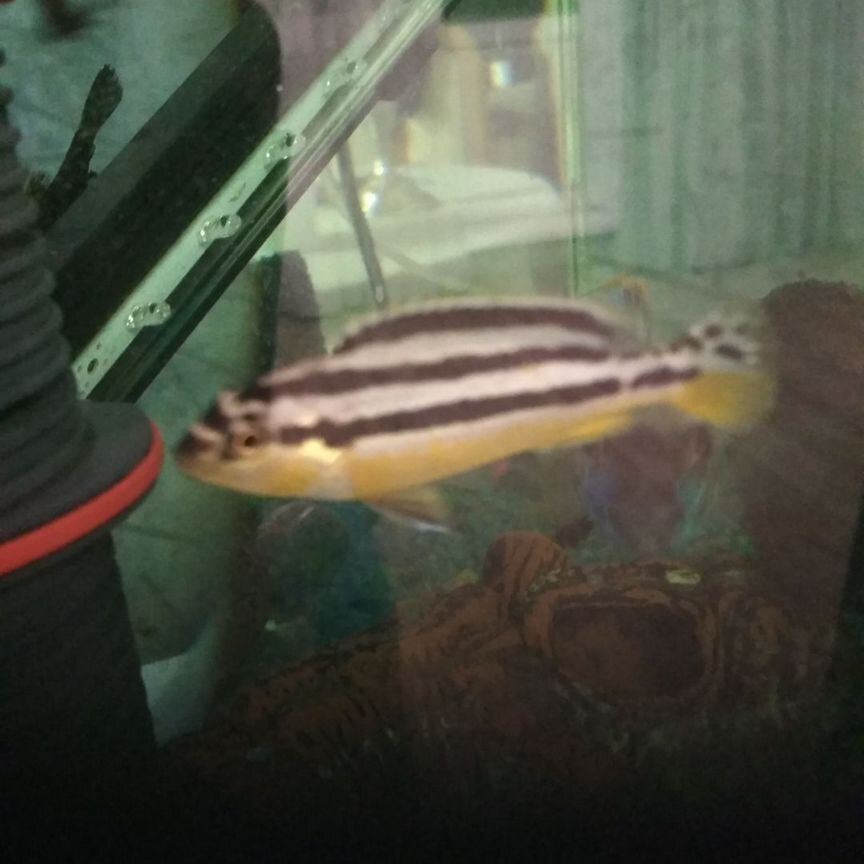 Семейство цихлид Меланохромис золотой