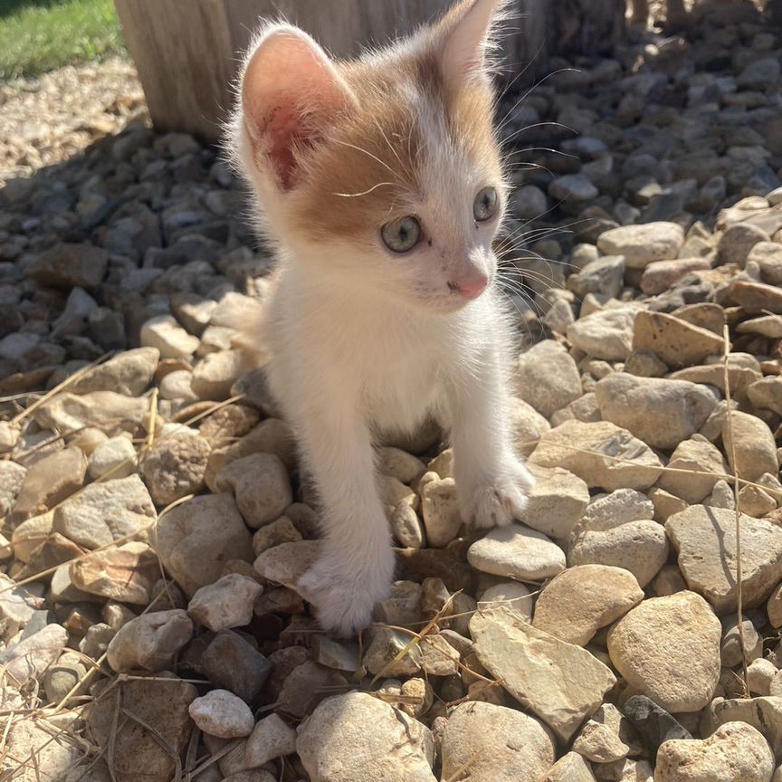 Котик с доставкой