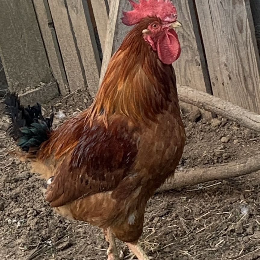 Петух кучинский