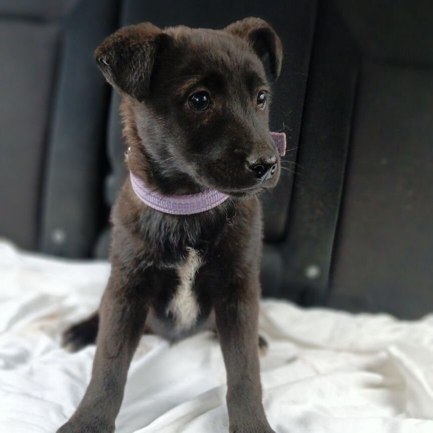 Милый щенок в добрые руки, привезу