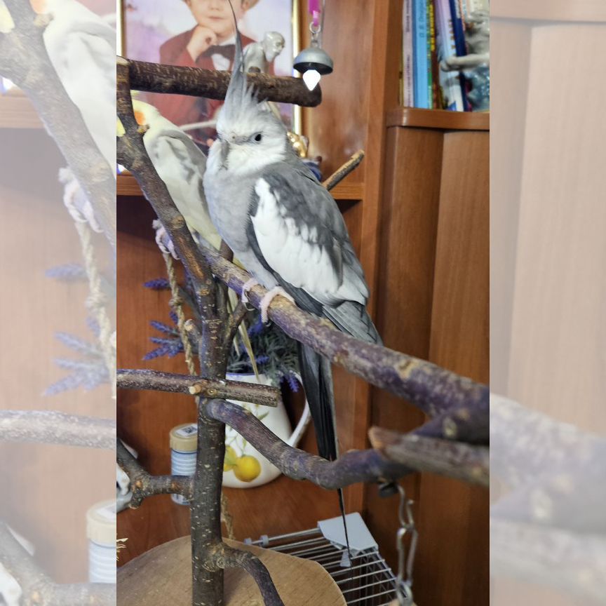 Попугай корелла птенец мальчик