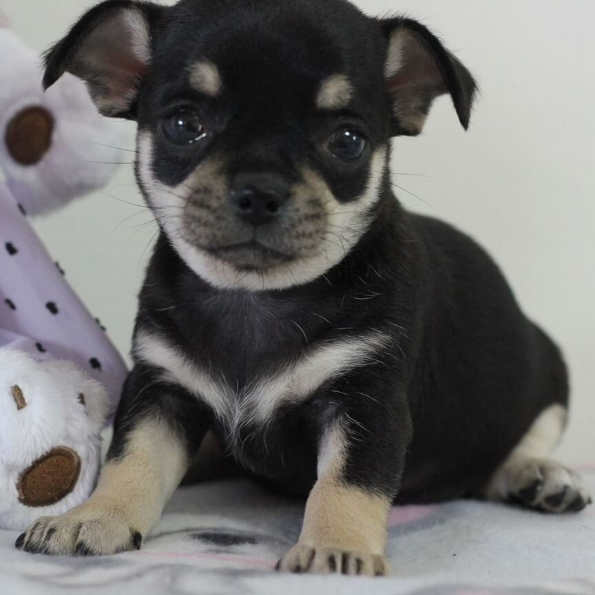 Щенки чихуахуа с РКФ