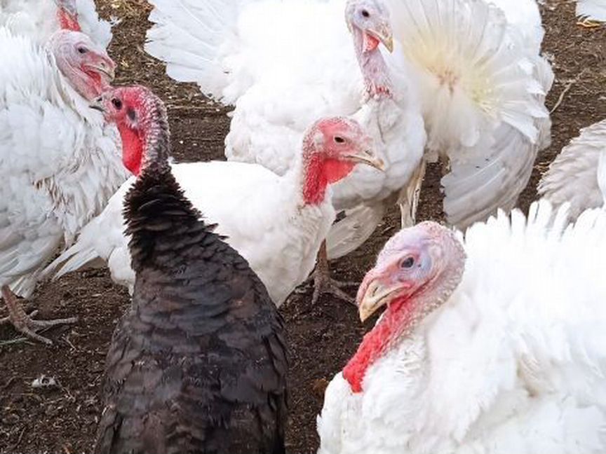 Продам индюков