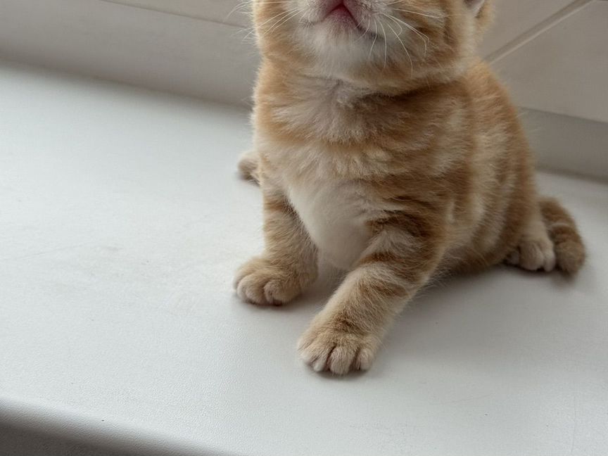 Шотландские котята 1 месяц