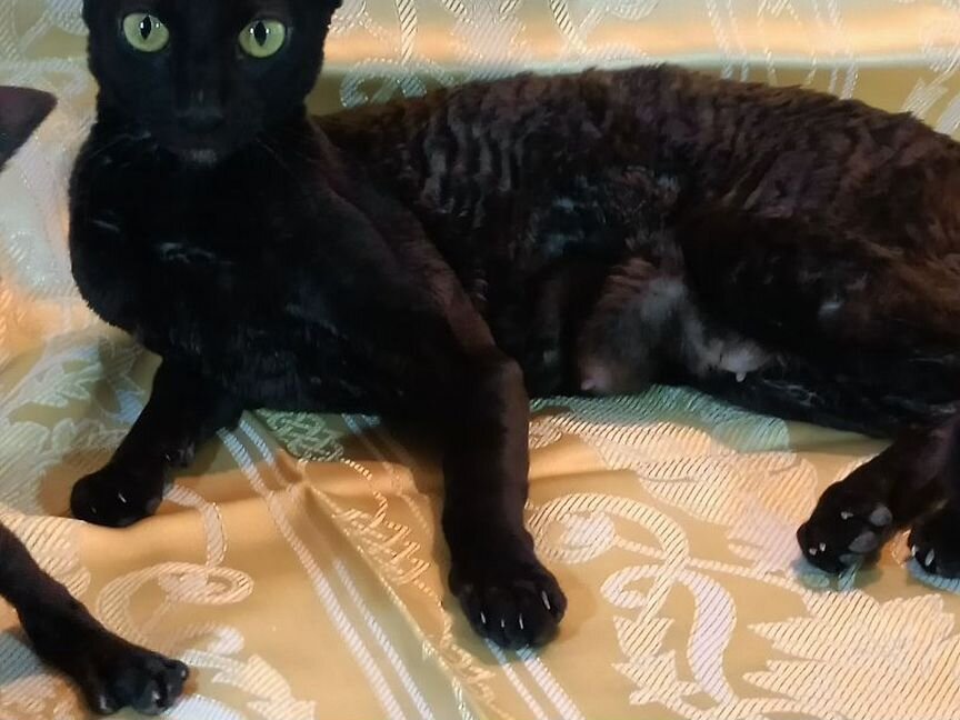 Котята корниш-рекс