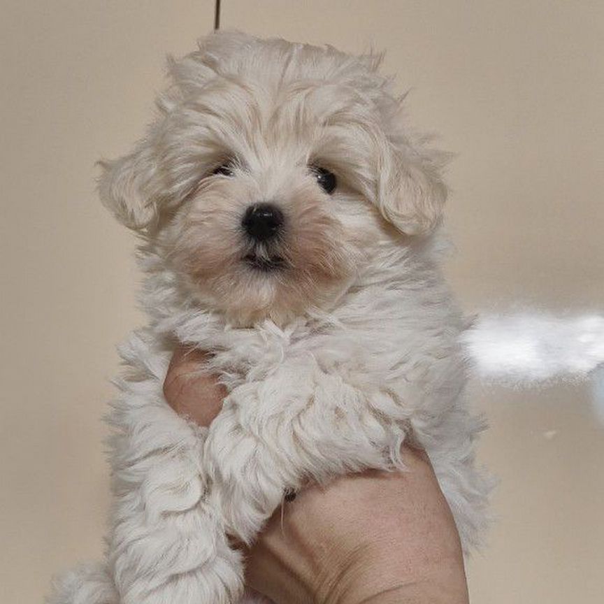 Мальтипу, щенок