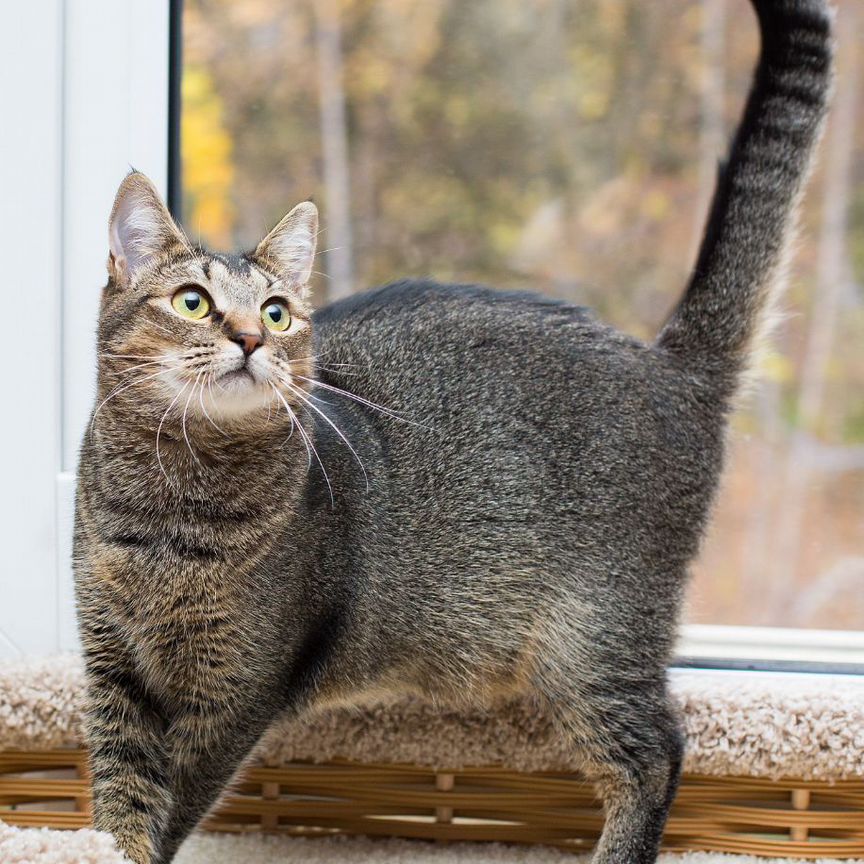 Самая ласковая на свете кошечка