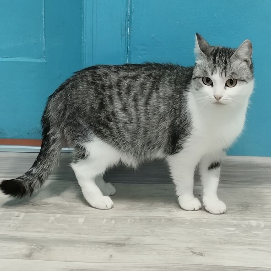 Взрослая кошка в добрые руки