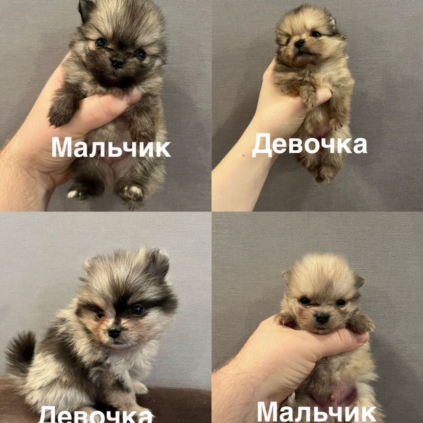 Шпиц
