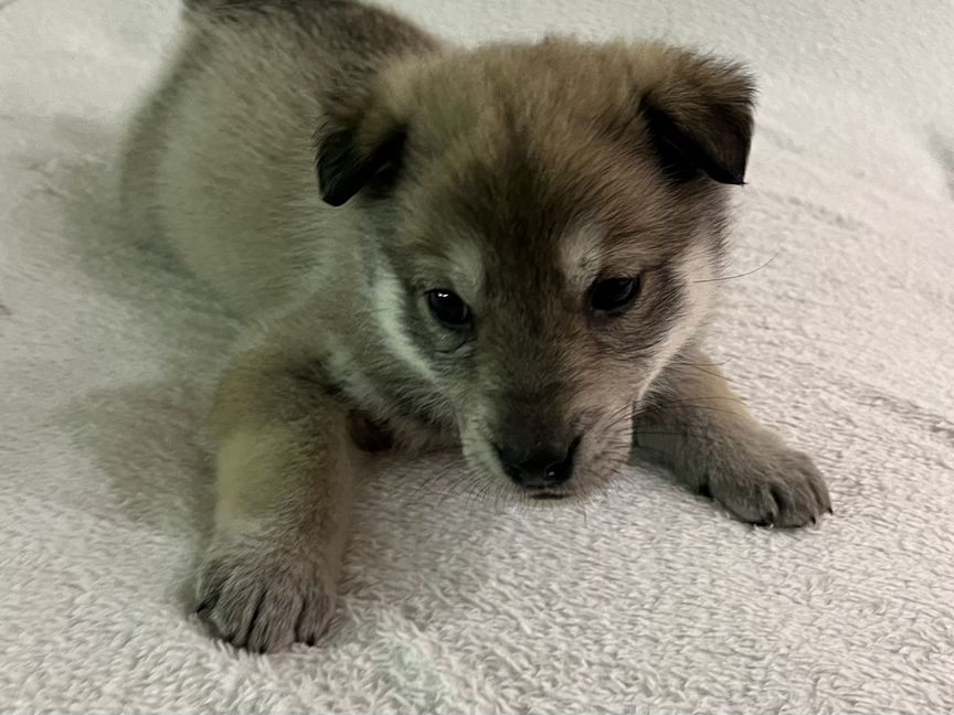 Щенки в дар