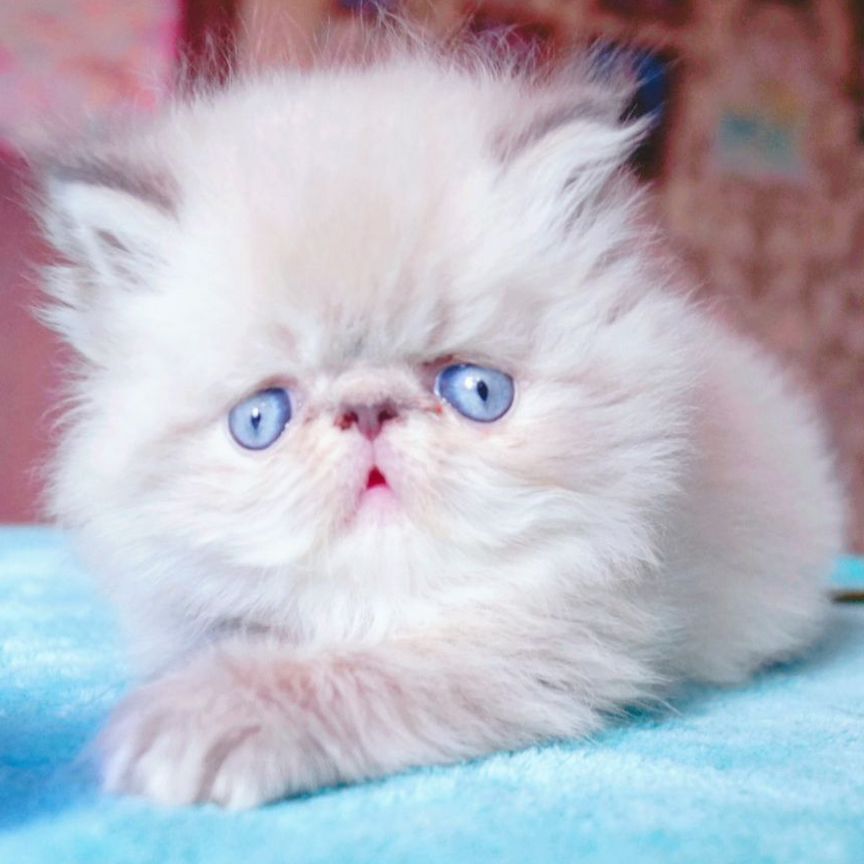 Персидский котёнок