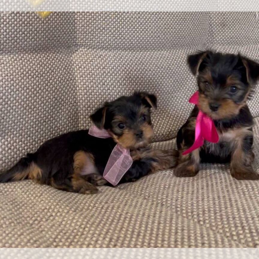 Йоркширский терьер, щенок