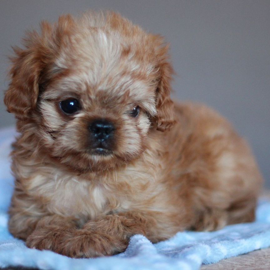 Мальтипу, щенок