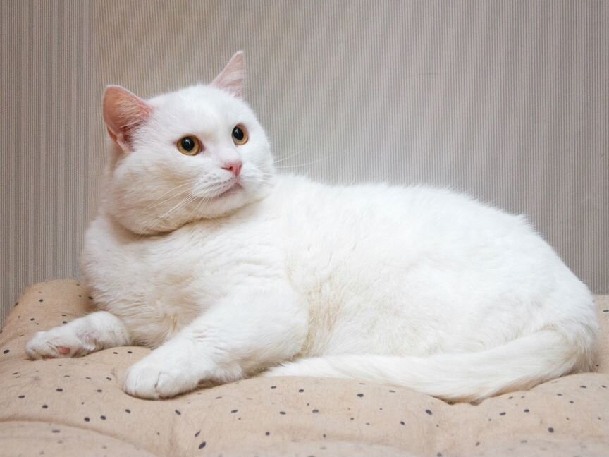 Милый толстячок белый кот Малыш